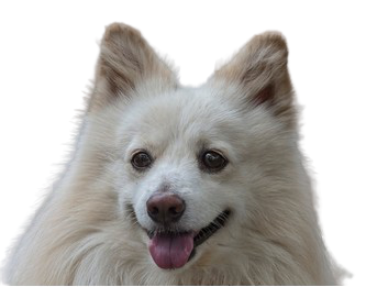 Indian Spitz Price in India (2021) with Monthly Expenses? - petsweb.in