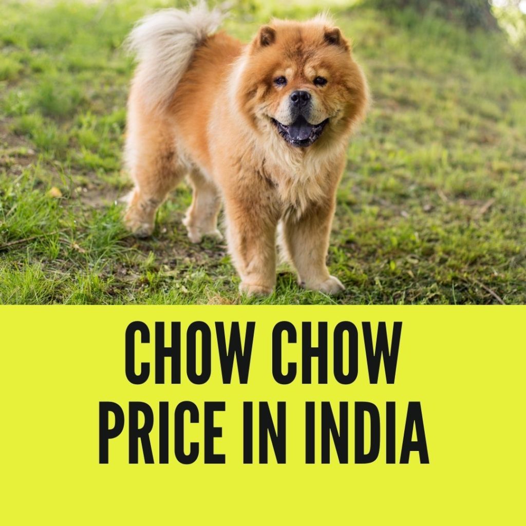 Chow Chow Price in India (2024) with Monthly Expenses - PetsWeb