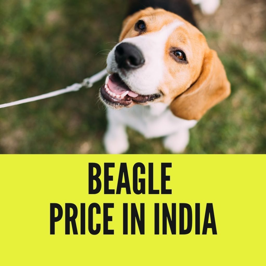Beagle Price in India (2024) with Adequate Expenses - PetsWeb